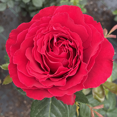 Bush Roses | Harkness Roses