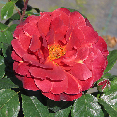 Bush Roses | Harkness Roses