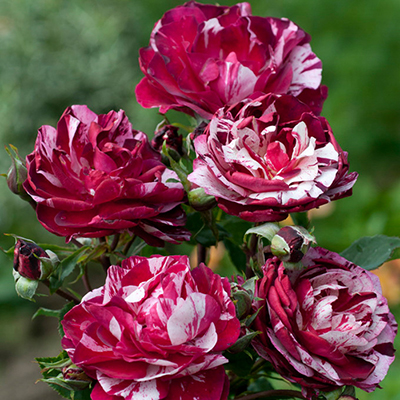 Bush Roses | Harkness Roses