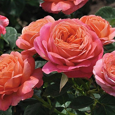 Named Roses | World of Roses