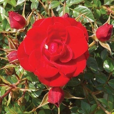 Memorial Roses | World of Roses