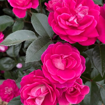 Named Roses | World of Roses
