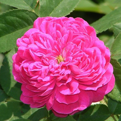 Named Roses | World of Roses