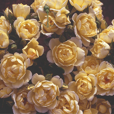 Patio Roses | Harkness Roses