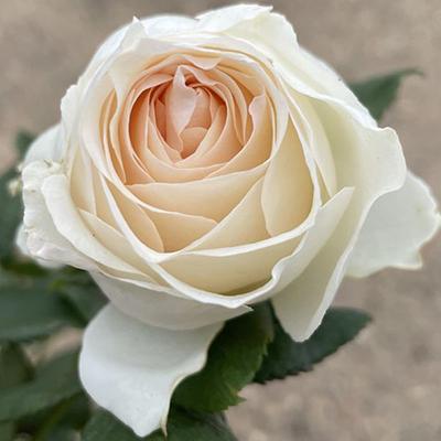 Memorial Roses | World of Roses
