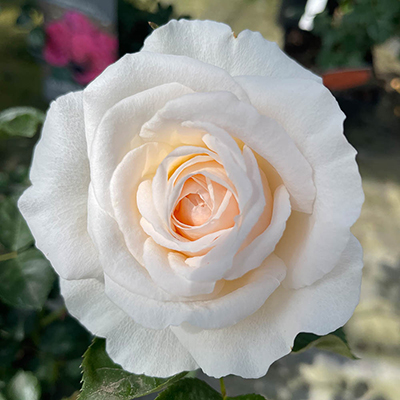 For Him For Her | World of Roses