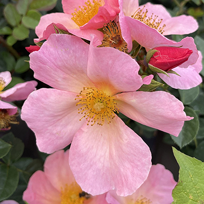 For Him For Her | World of Roses