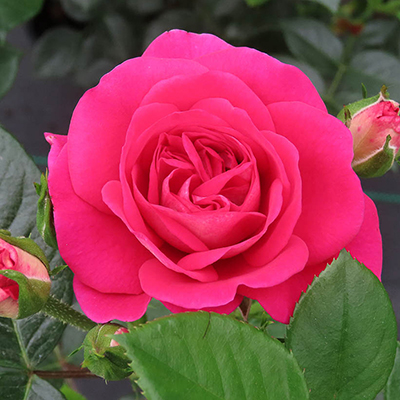 Gift Roses | Harkness Roses