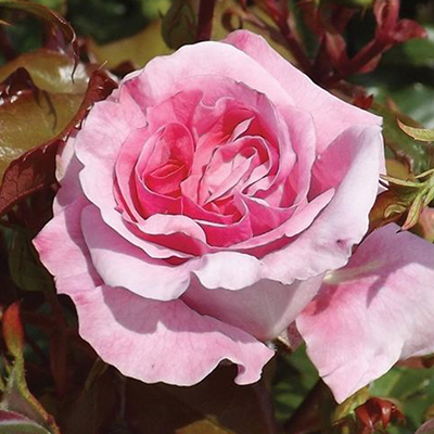 Gift Roses | Harkness Roses