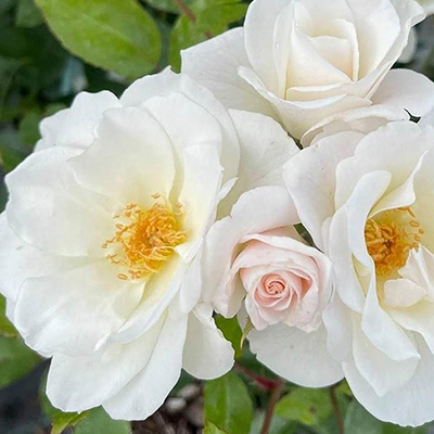 Rose Diamond Wedding 60th Anniversary 5L potted