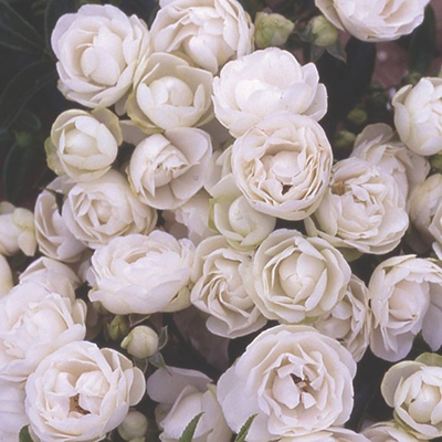 Gift Roses | Harkness Roses