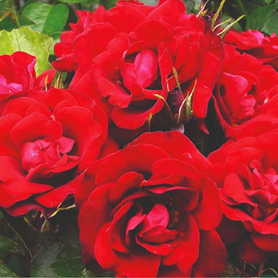 Memorial Roses | World of Roses