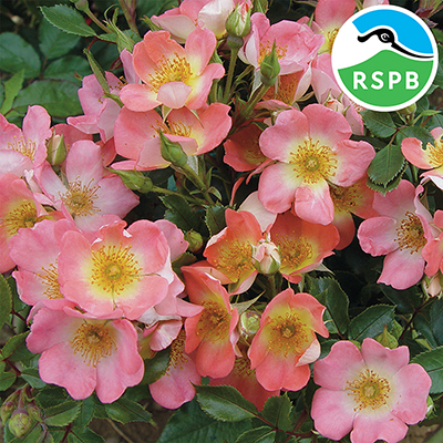 Rose Simply Sally 3L-4L pot