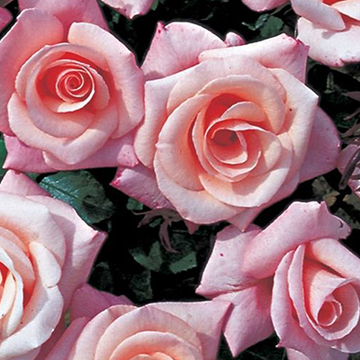 Climbing Roses | Harkness Roses