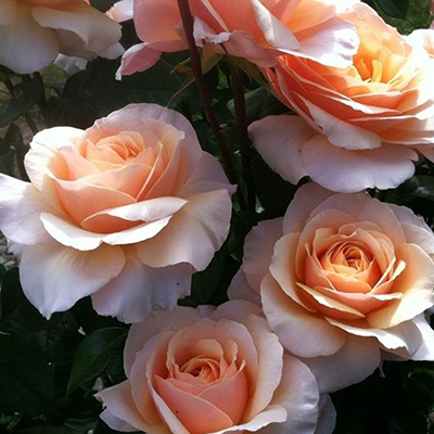 Bush Roses | Harkness Roses