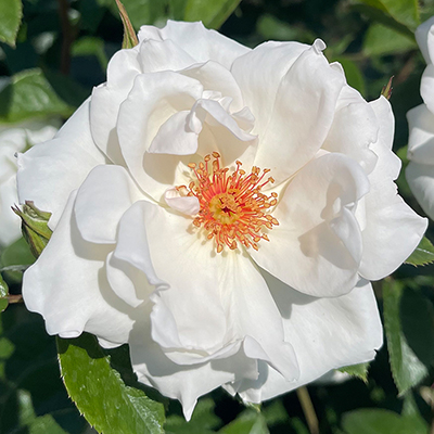 Climbing Roses | Harkness Roses