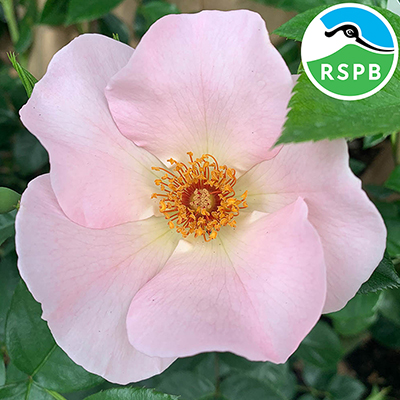 Climbing Roses | Harkness Roses