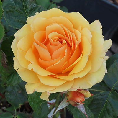 Charity Roses | World of Roses