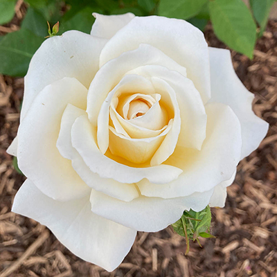 Gift Roses | Harkness Roses