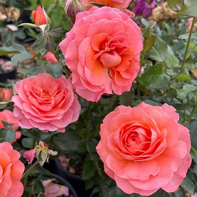 Memorial Roses | World of Roses