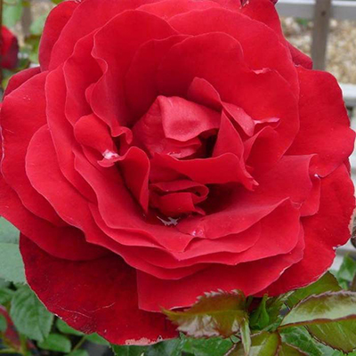 Gift Roses | Harkness Roses