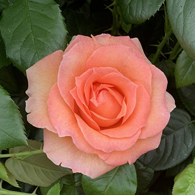 Gift Roses | Harkness Roses