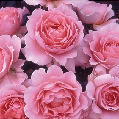 Gift Roses | Harkness Roses