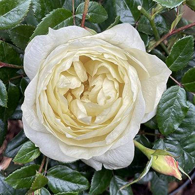 Charity Roses | Harkness Roses